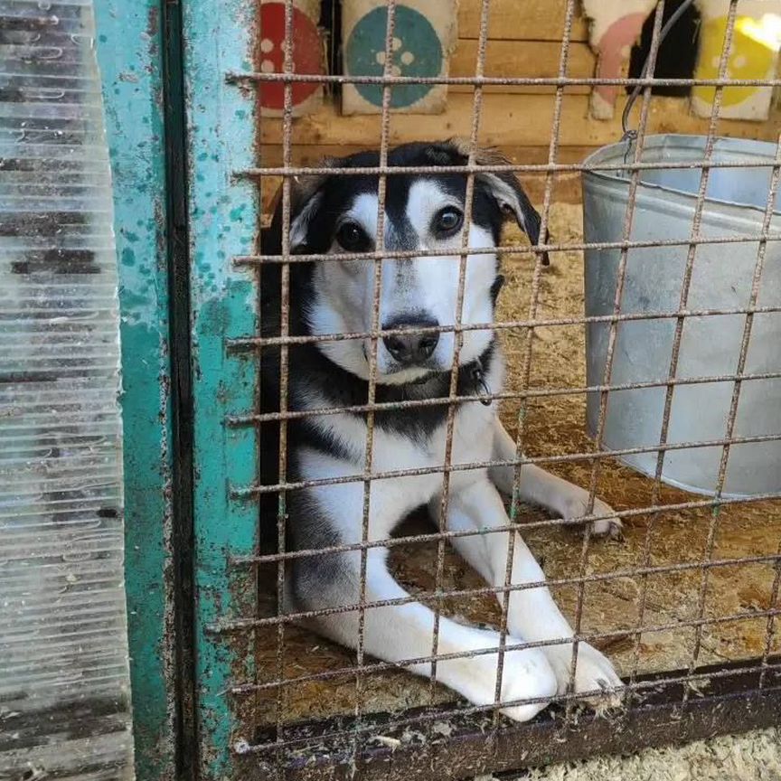 Щенок в добрые руки