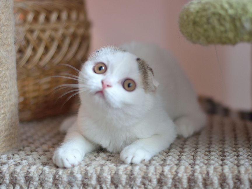 Галина. Шотландский котенок из питомника Meliri