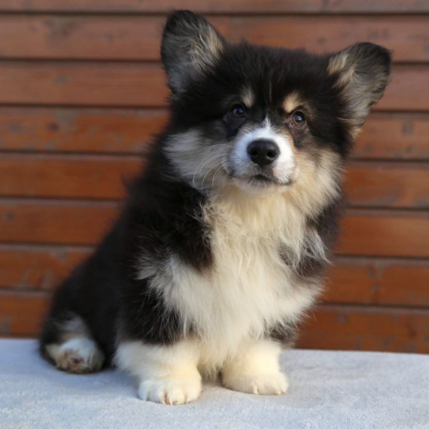 Отдам Корги в хороши руки