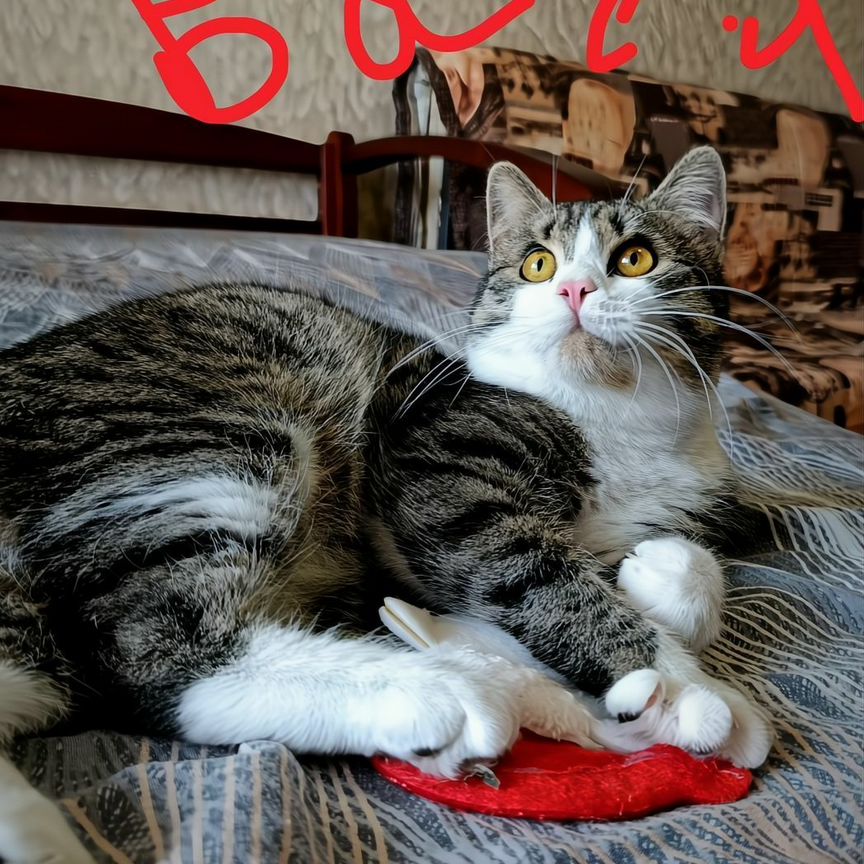 Котёнок в добрые руки