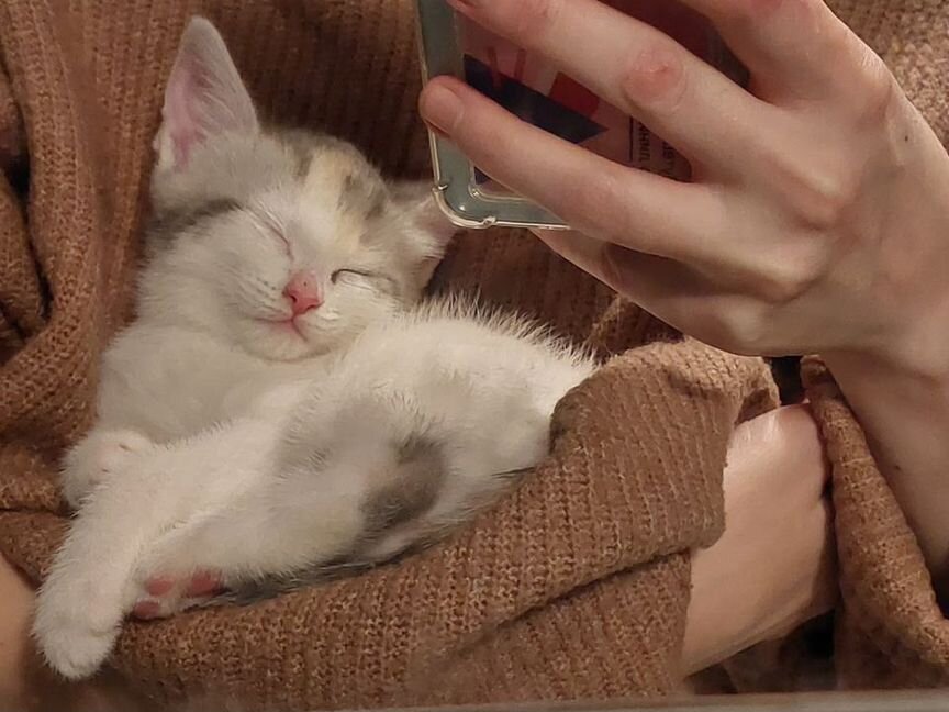 Котенок в добрые руки