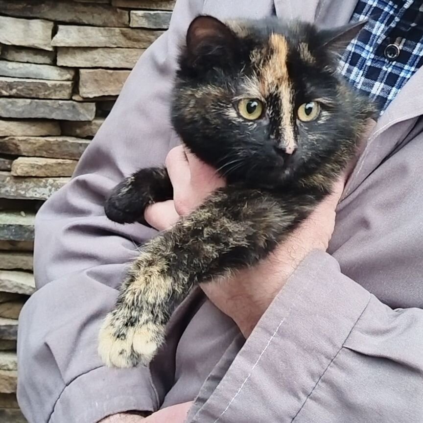 Котёнок пропадет один на даче