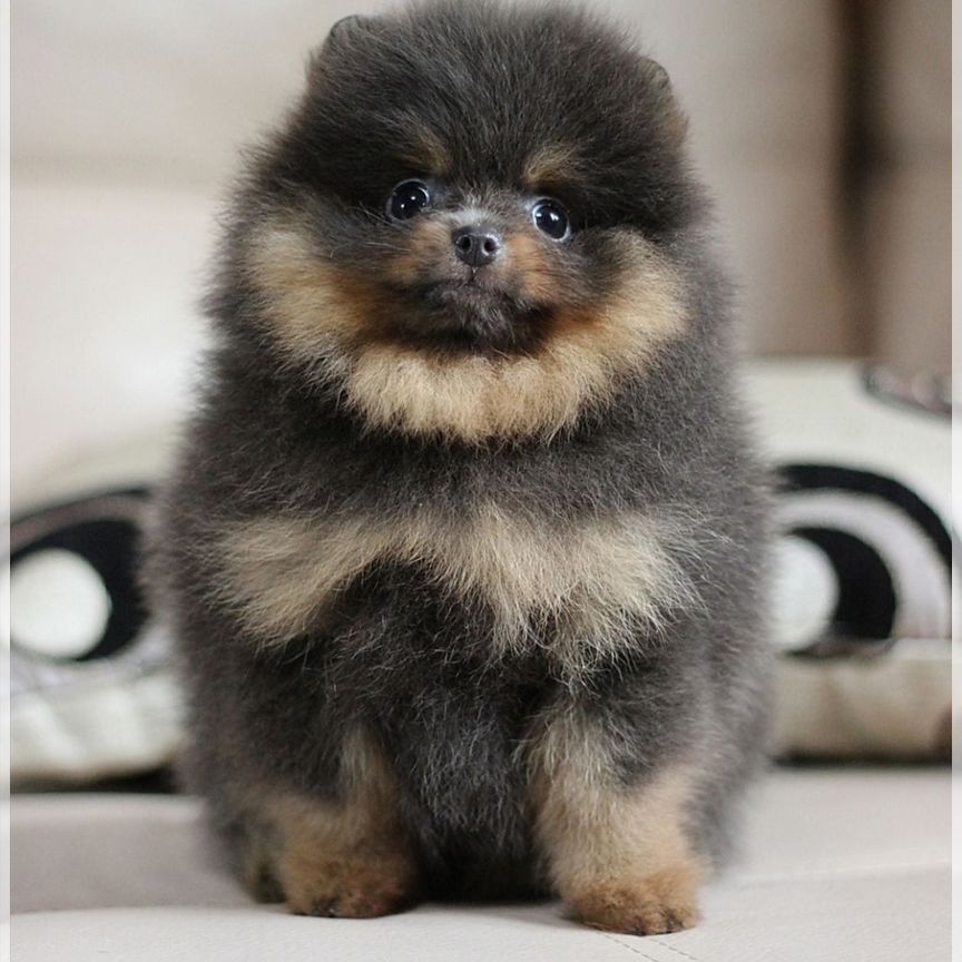 Померанский шпиц, щенок