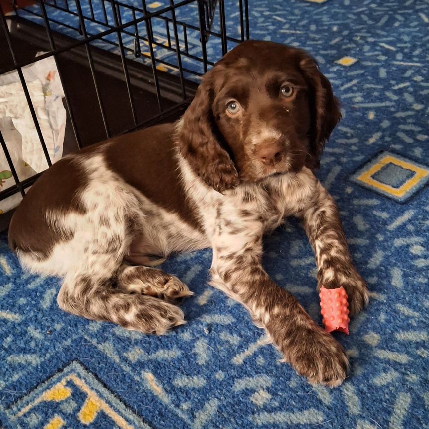 Русский охотничий спаниель