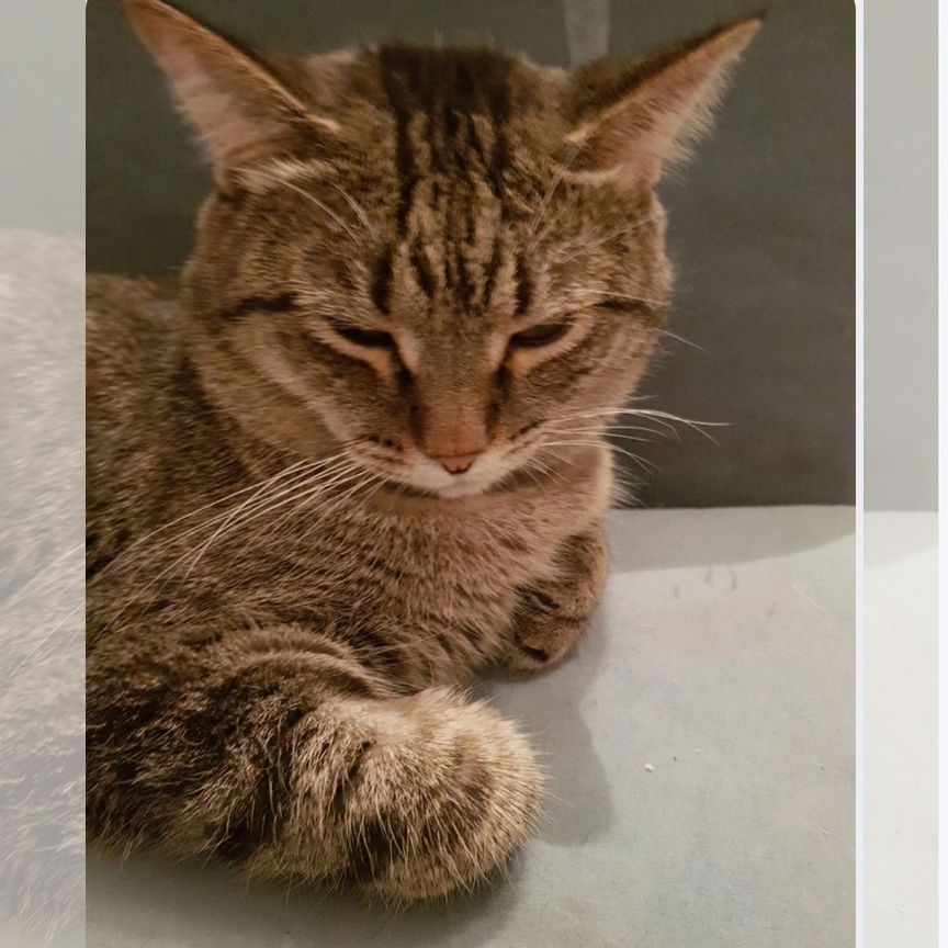 Взрослая кошка в добрые руки