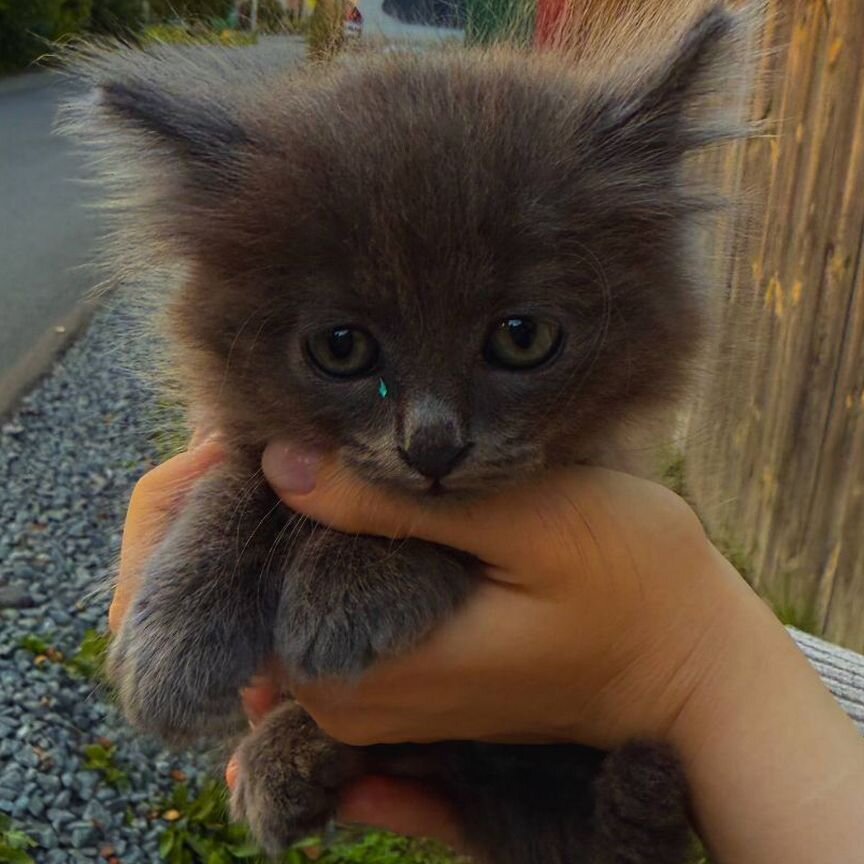 Котёнок в добрые руки