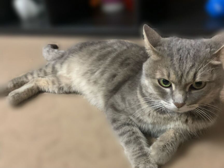 Кошка