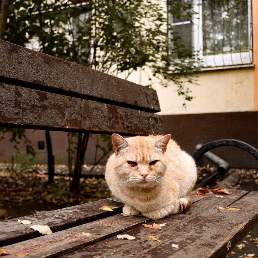 Коты в добрые руки