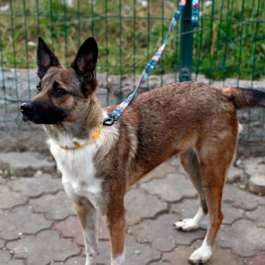 Собака в добрые руки