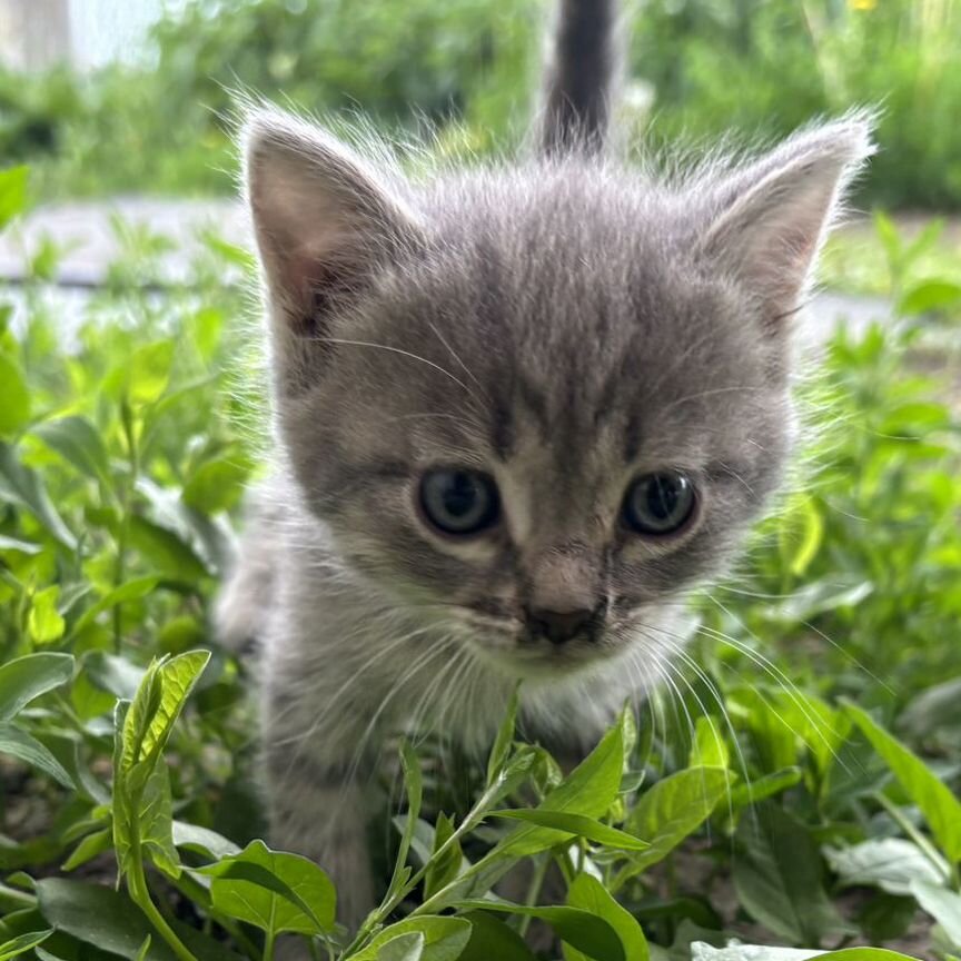 Очаровательные котята в поисках дома