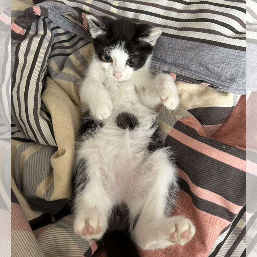 Отдам бесплатно котенка