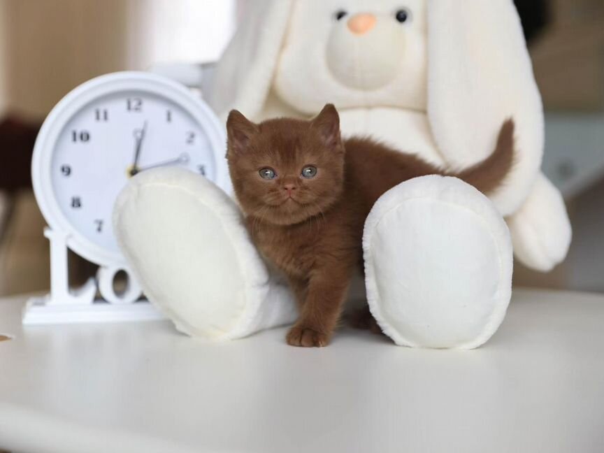 Шикарный британский котик
