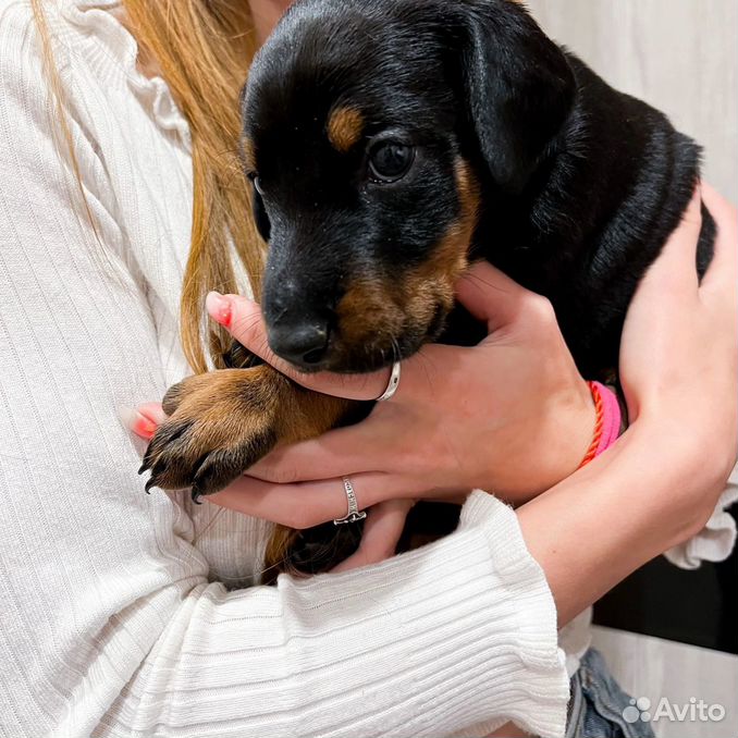 Собаки щенок добермана