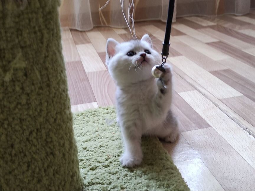 Серебряная шиншилла