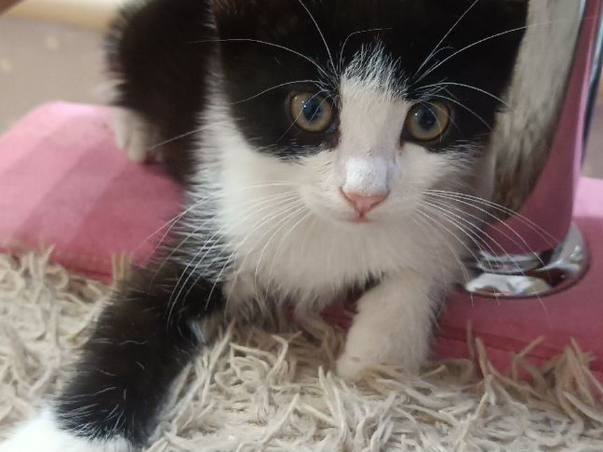 Котята быстро отдаём