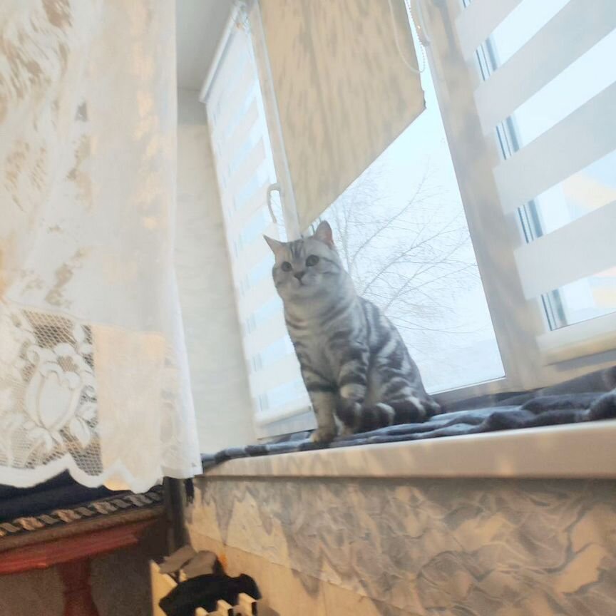Вязка с мраморным британцем