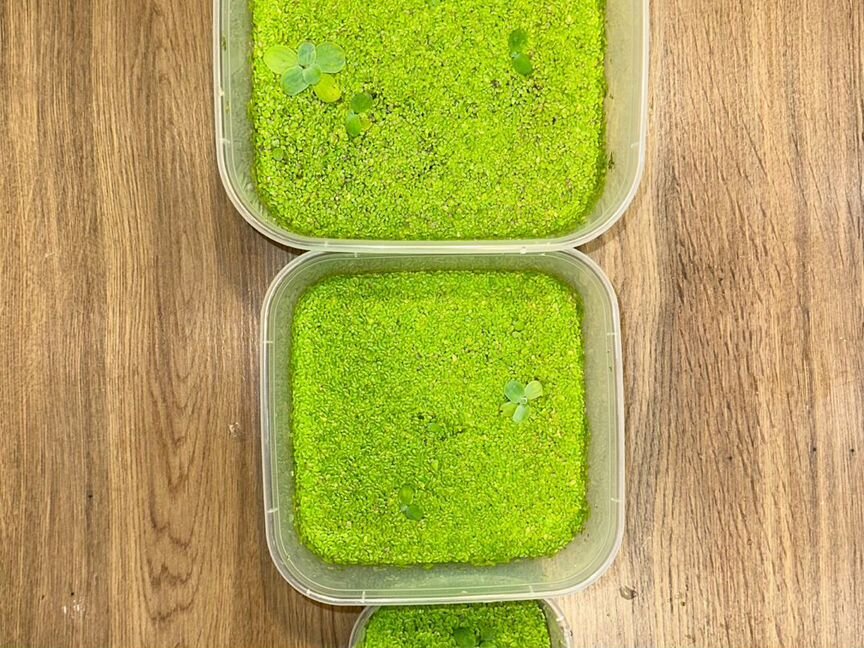 Ряска, риччия, пистия