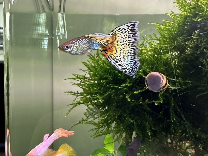 Рыбки гуппи чистая линия