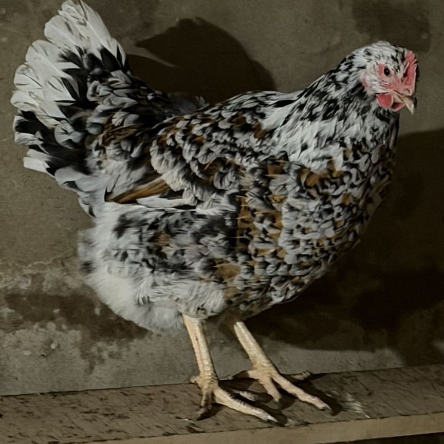 Куры молодки несушки