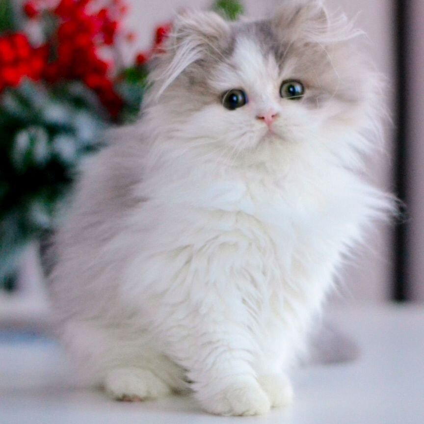 Голубое золото длинношерстный котенок