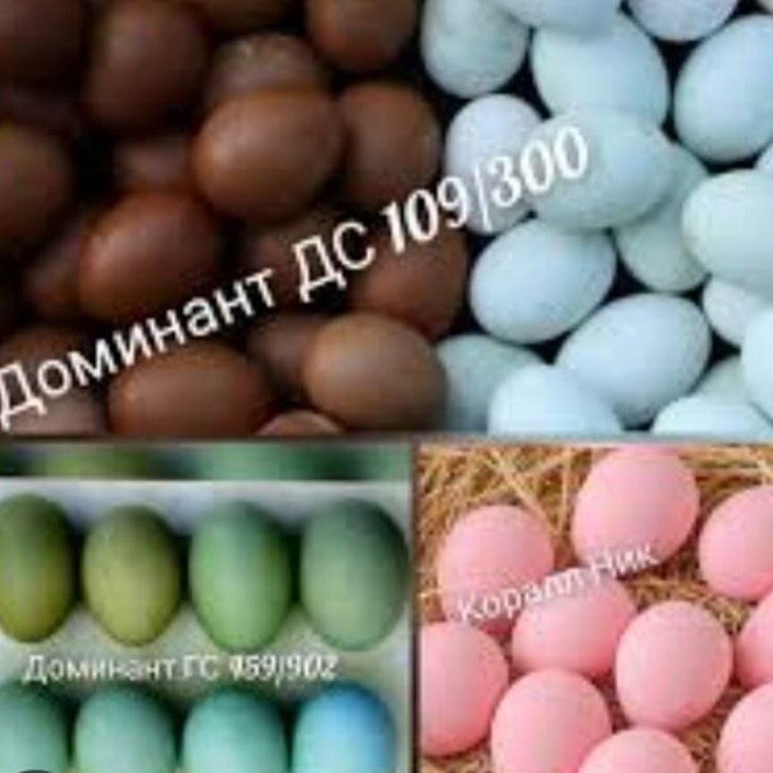 Инкубационное яйцо доминантов