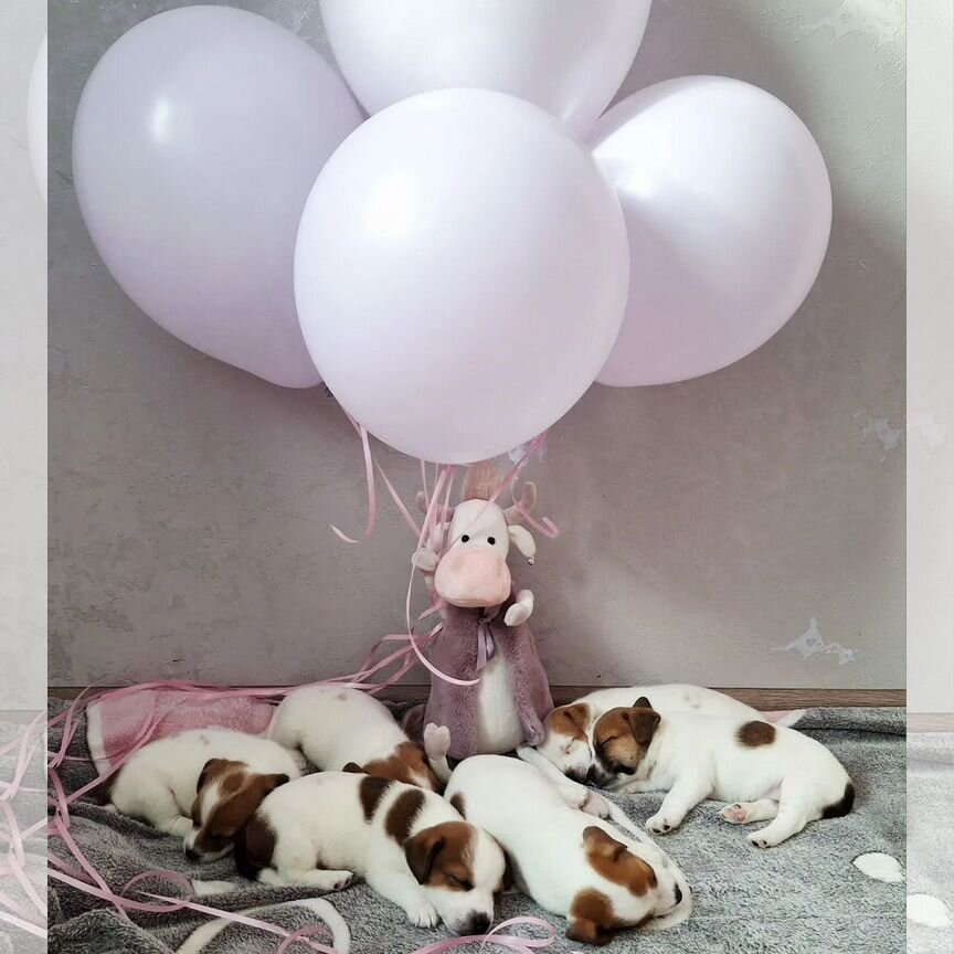 Джек-рассел-терьер, щенок