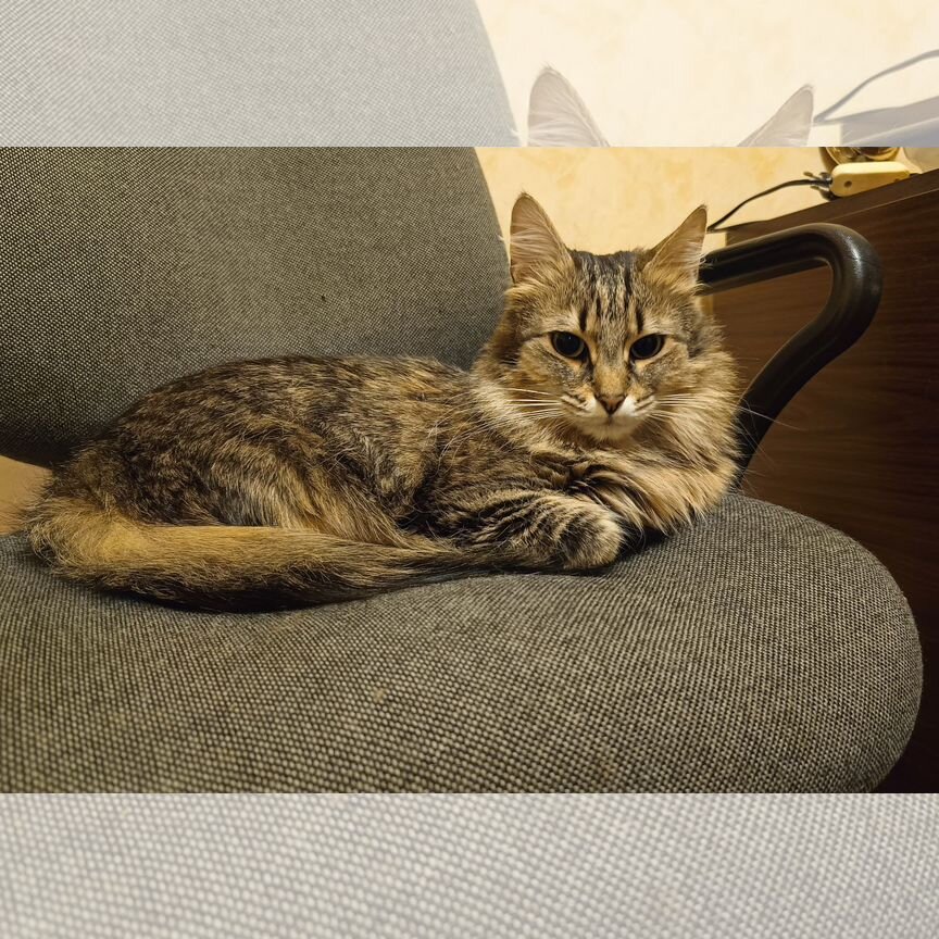 Взрослая кошка от частного владельца