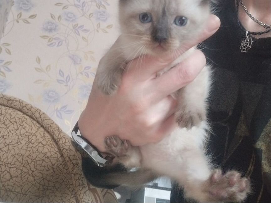 Вислоухий котёночек