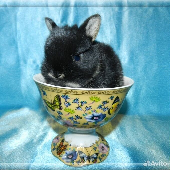 Нидерландский карликовый кролик черный оттер