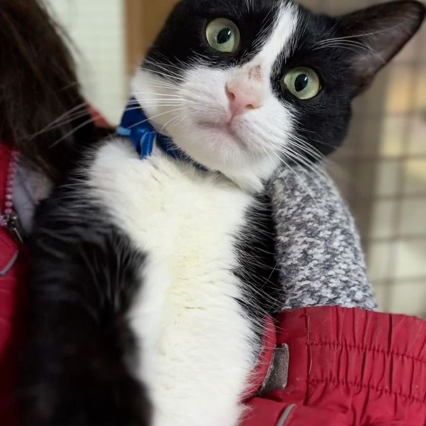 Кеша ищет семью