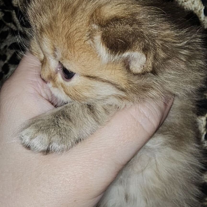 Шотландский кот Лисенок пушистый