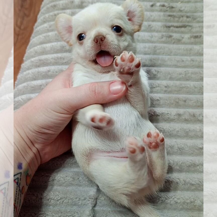 Чихуахуа, щенок