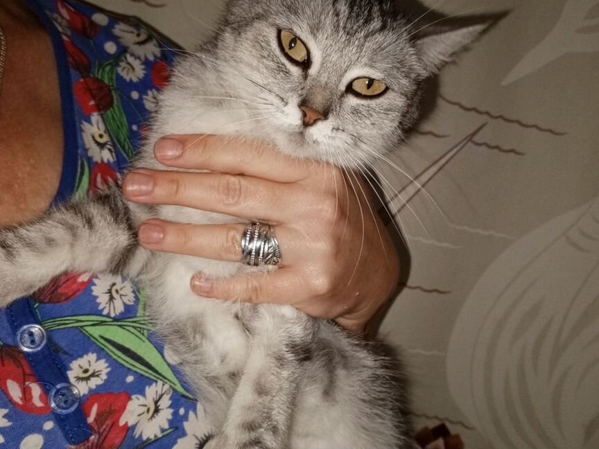 Британская кошка бесплатно