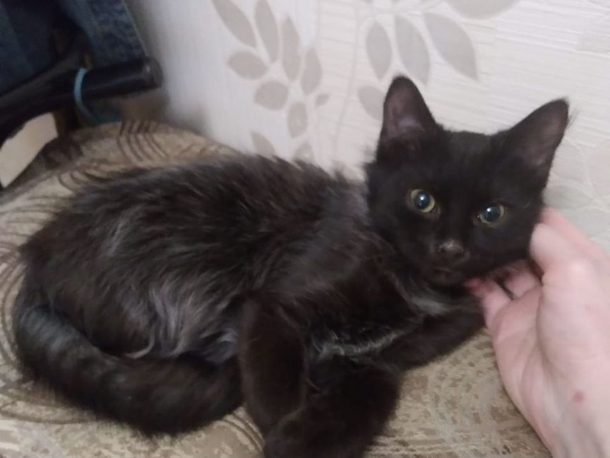 Красивый пушистик