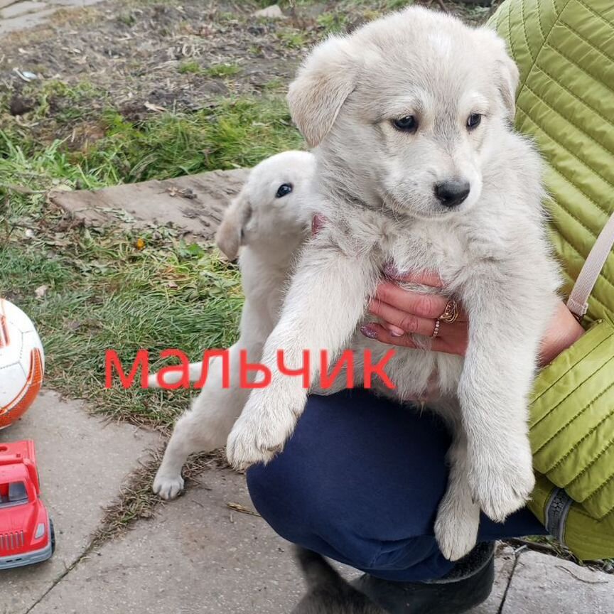 Щенок в добрые руки