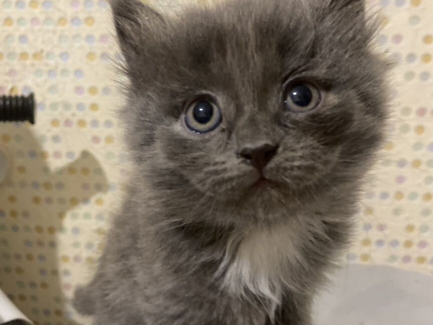 Продам пушистых котят девочки