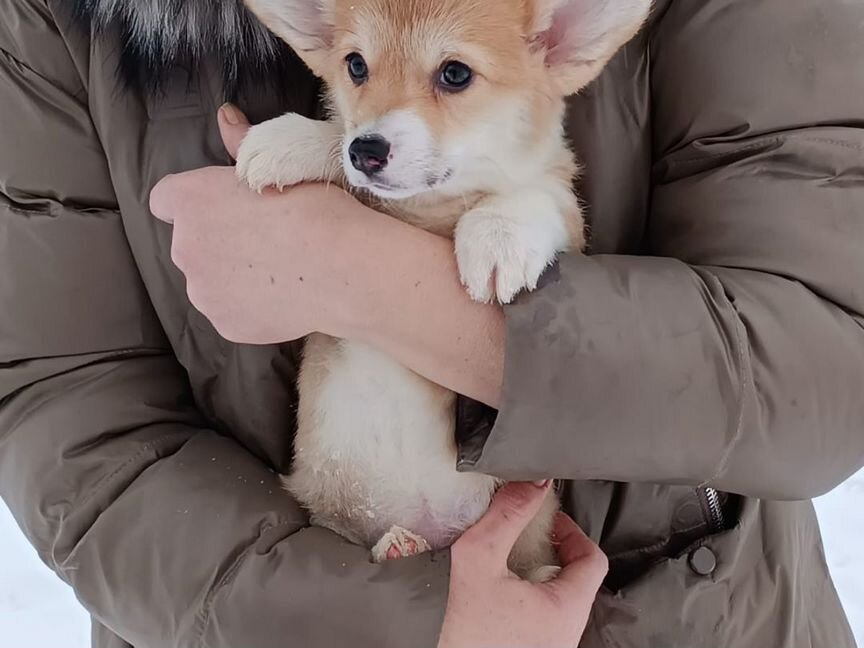 Девчонки вельш-корги пемброк