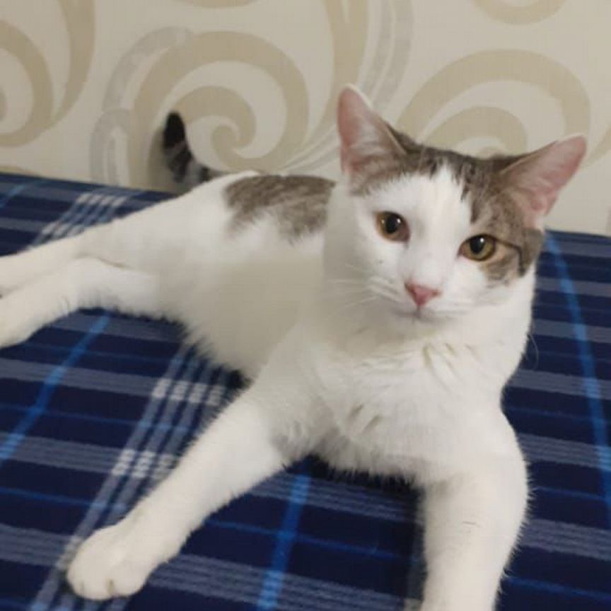 Котёнок Лаврик