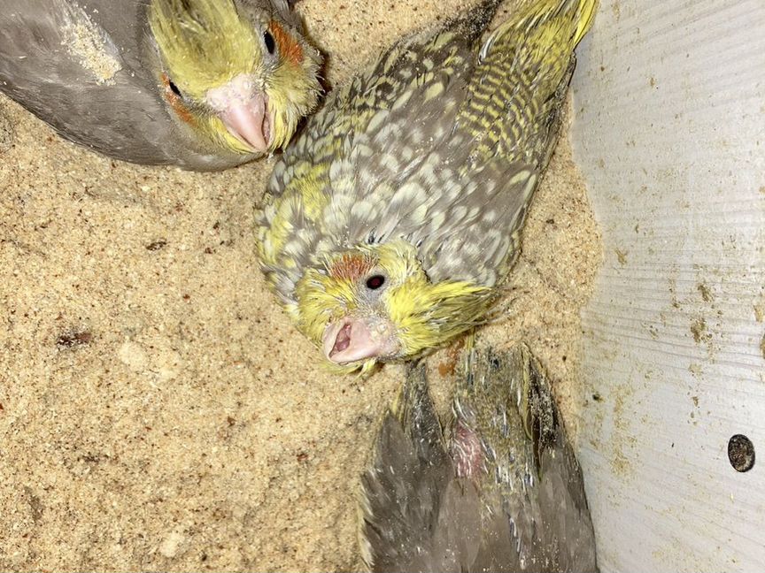 Карэлла птенци