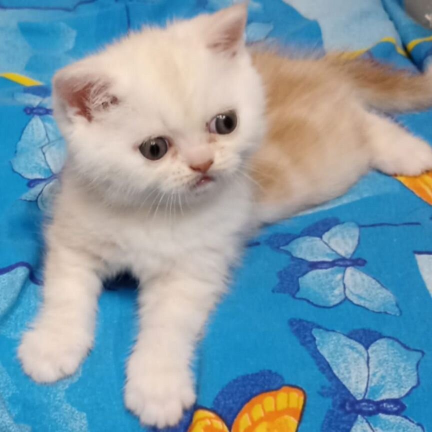 Котята экзоты