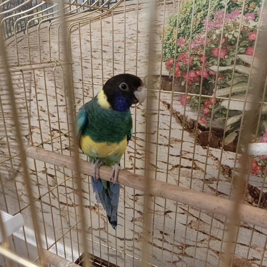 Попугай Бернард