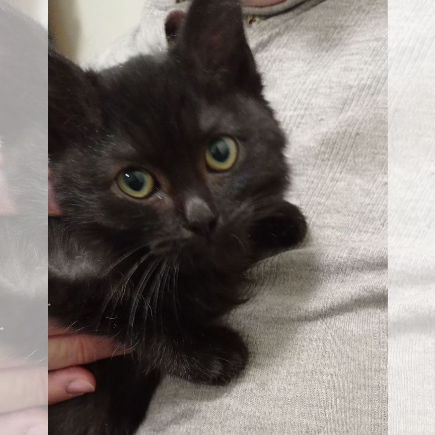 Восточно европейская короткошеостная