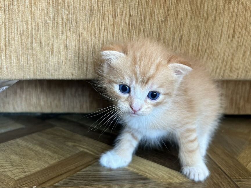 Британские котята