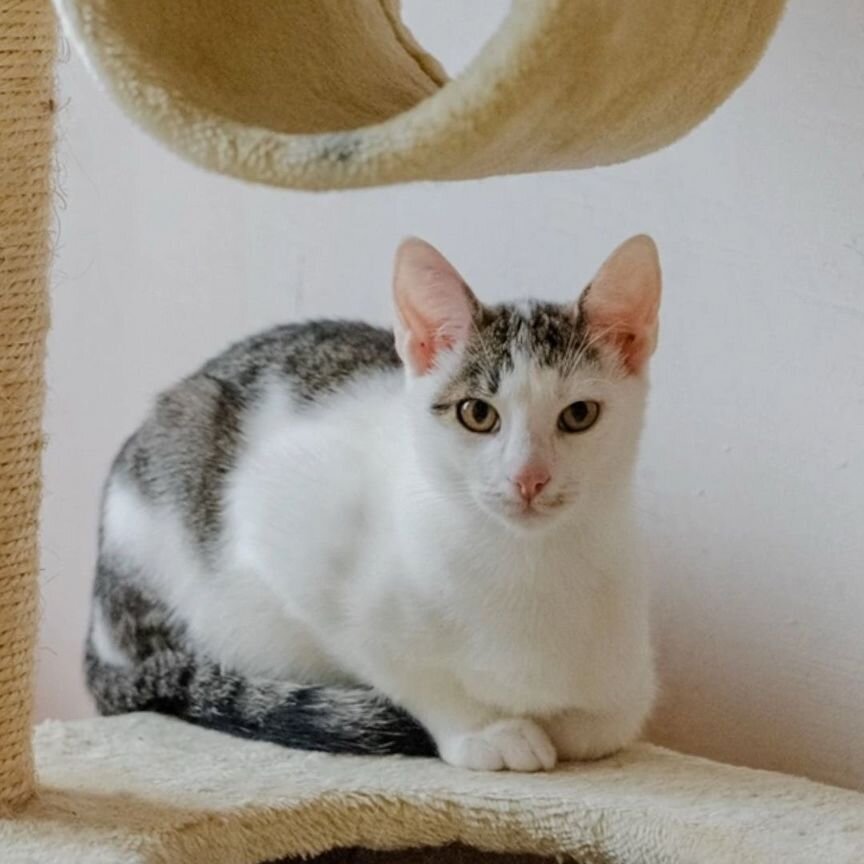 У котенка отняли шанс