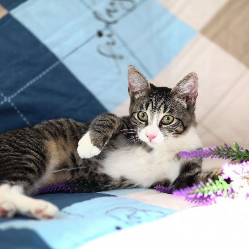 Ждут и надеются котята в добрые руки