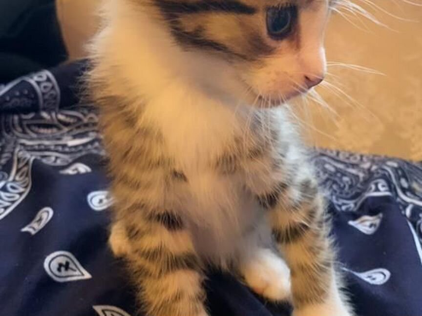 Кошка мейкун