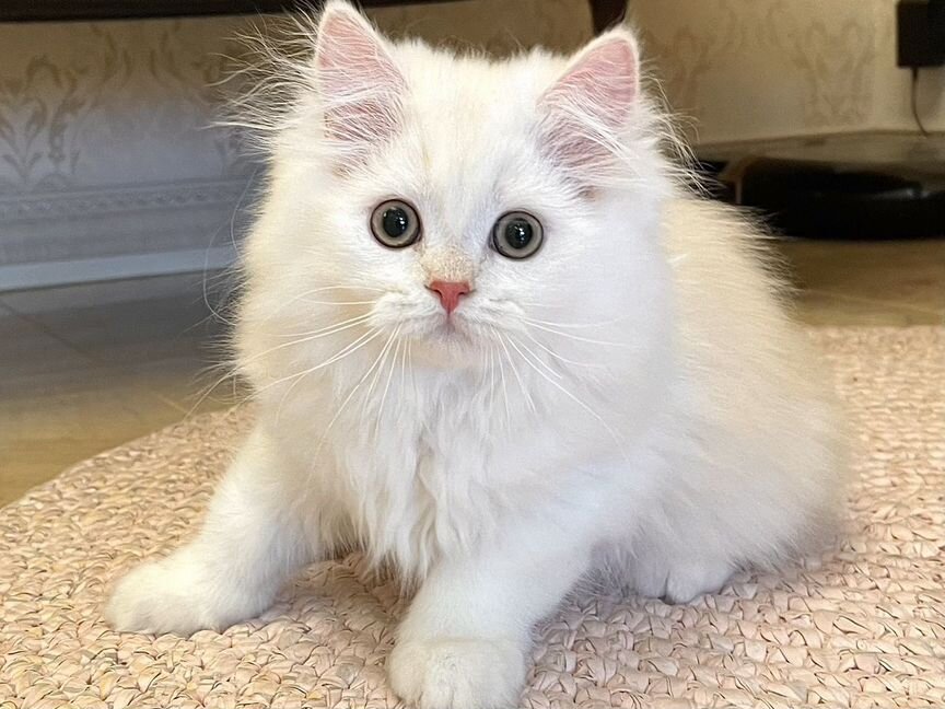 Шикарный Длинношерстный Хайленд котенок 3 мес