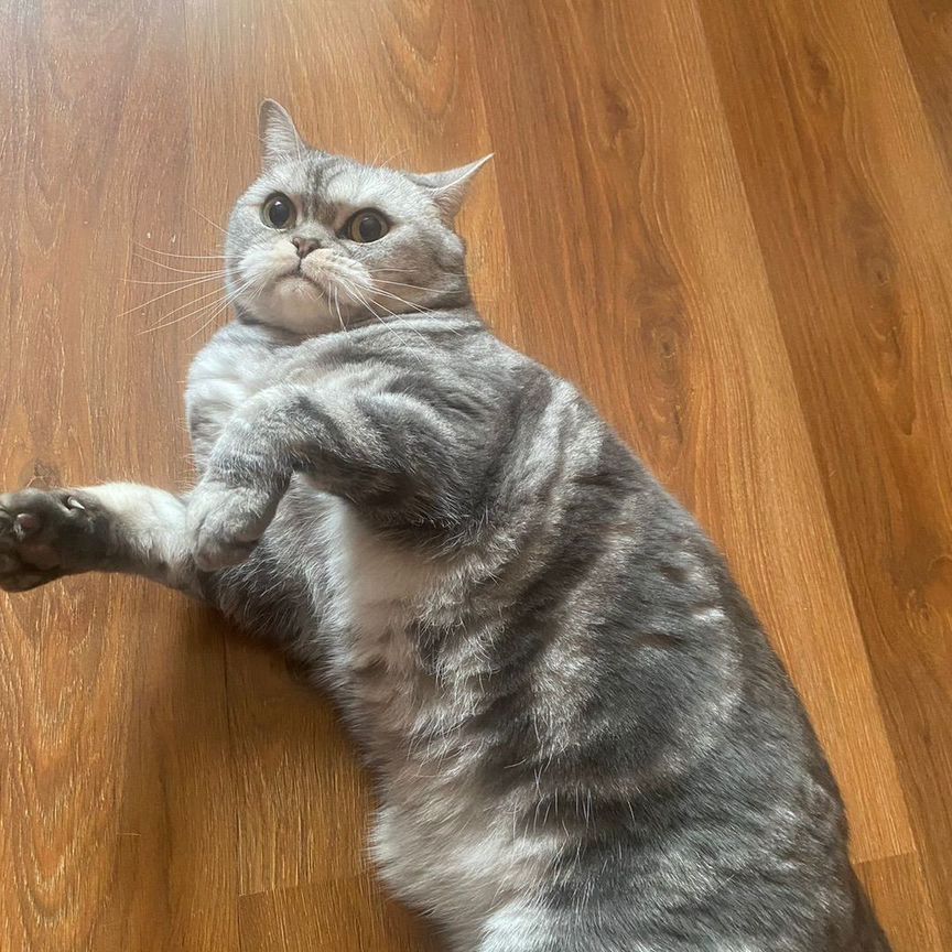 Британский котик в добрые руки