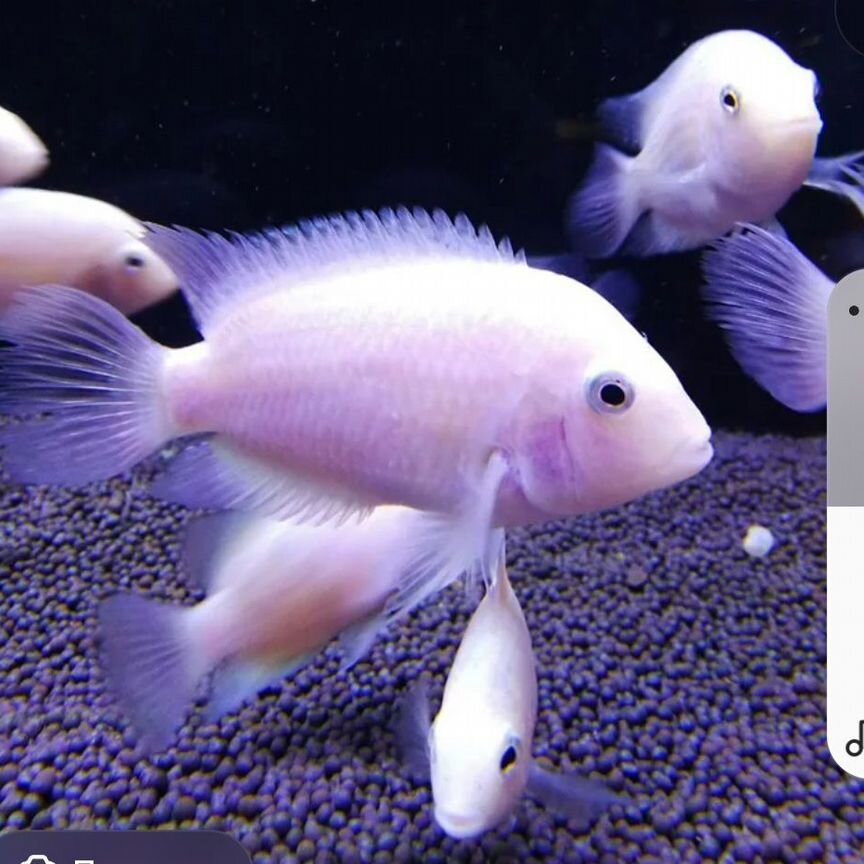 Аквариумные рыбки отдам