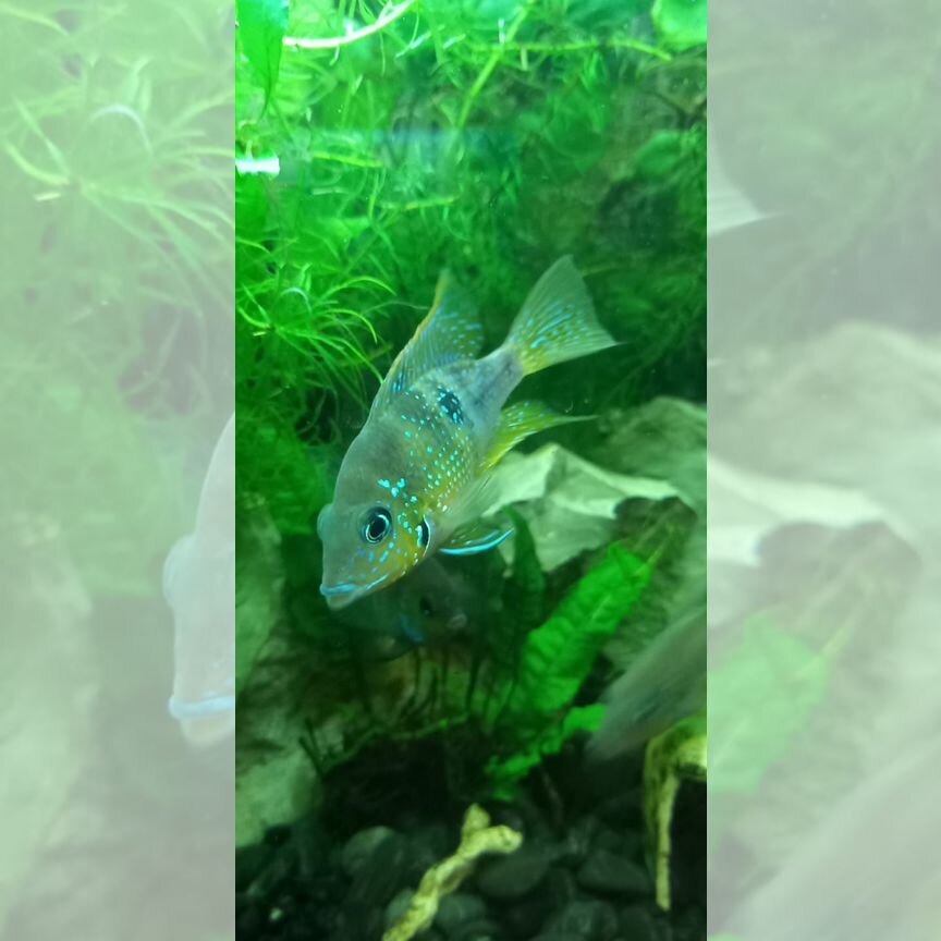 Аквариумные рыбки цихлиды